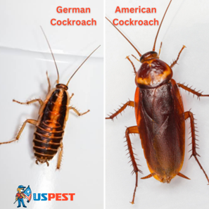 Roach exterminator near me store